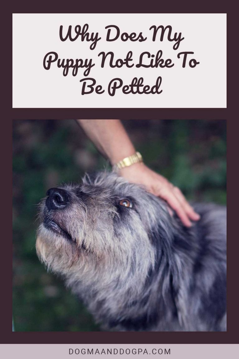 Why Does My Puppy Not Like To Be Petted - Dogma & Dogpa