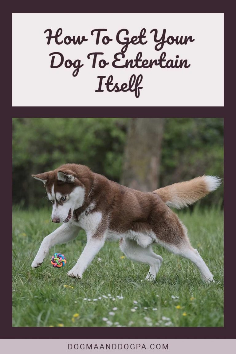 How To Get Your Dog To Entertain Itself - Dogma & Dogpa
