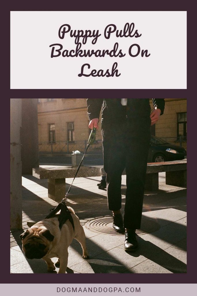 Puppy Pulls Backwards On Leash - Dogma & Dogpa