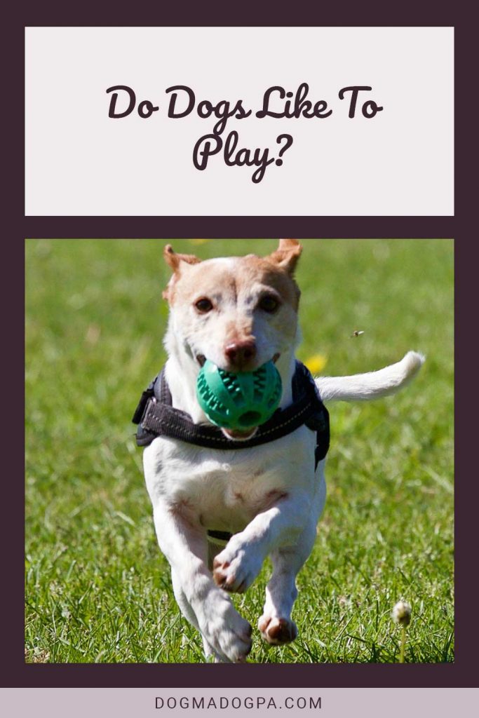 Do Dogs Like To Play? - Dogma & Dogpa