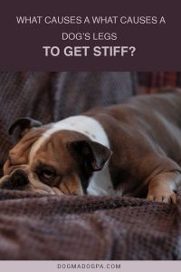 What Causes A Dog's Legs To Get Stiff? - Dogma & Dogpa