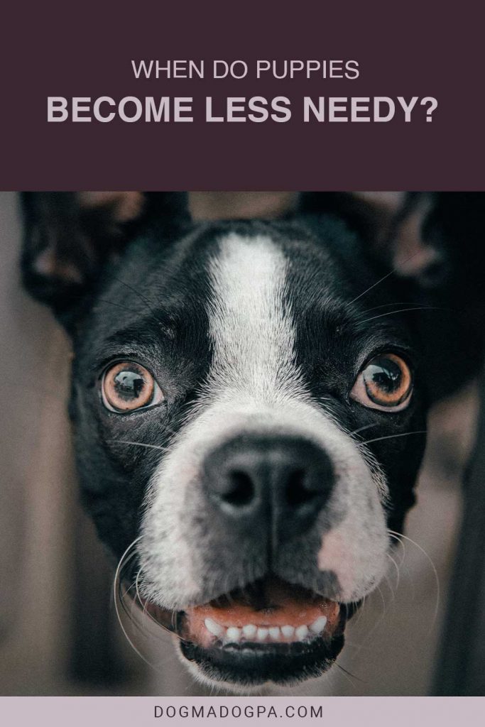 When Do Puppies Become Less Needy? - Dogma & Dogpa