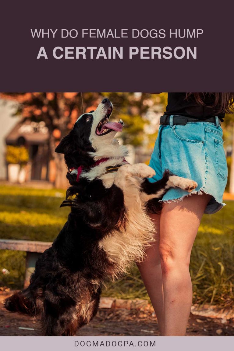 Why Do Female Dogs Hump A Certain Person - Dogma & Dogpa