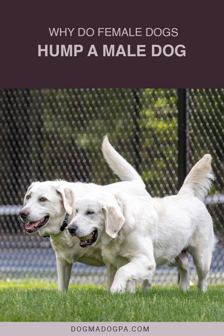 Why Do Female Dogs Hump A Male Dog - Dogma & Dogpa