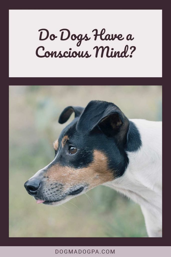 Do Dogs Have a Conscious Mind? - Dogma & Dogpa